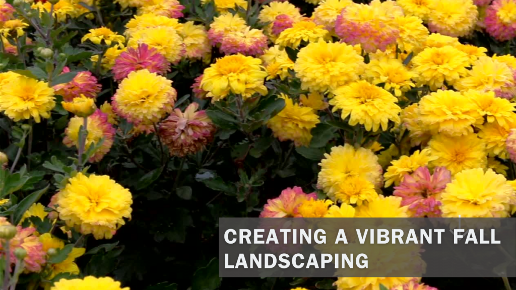 Creating a Vibrate Landscape For Fall - Visionscapes Land Design ...